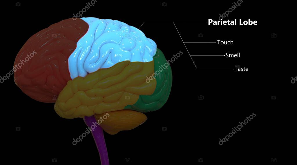 Central Organ Human Nervous System Brain Lobes Parietal Lobe Described ...