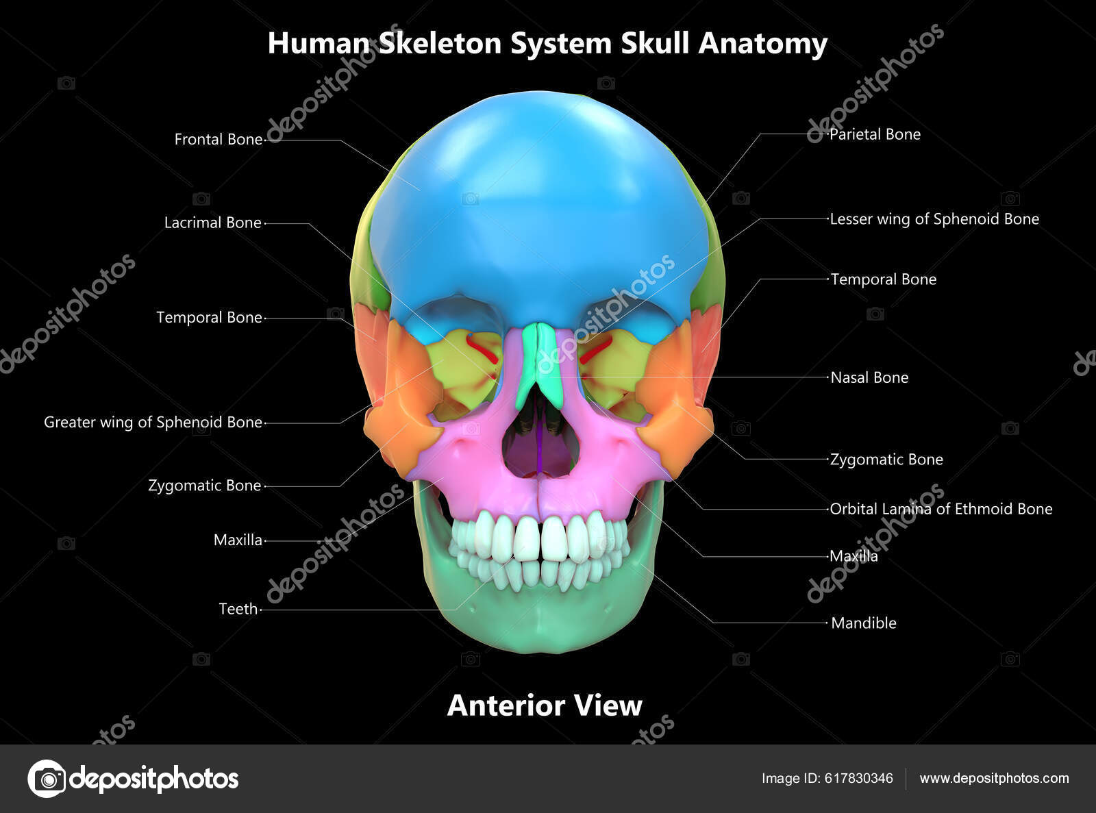 Human Skeleton System Skull Bone Parts Described Labels Anatomy ...