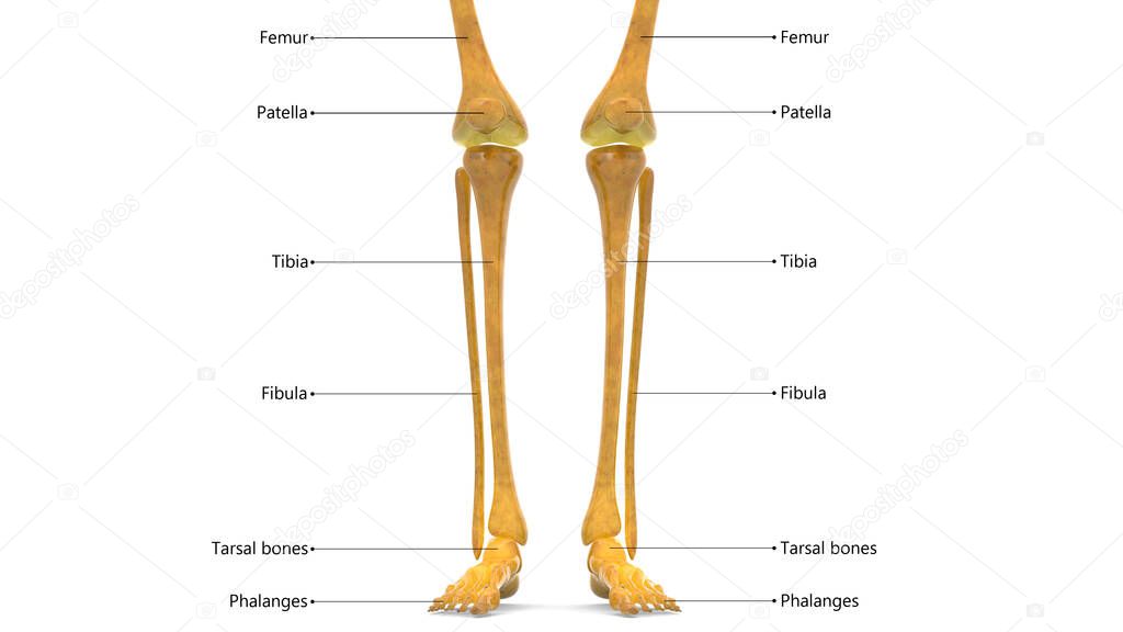 "Sistema esquelético humano articulaciones de la pierna del hueso ...