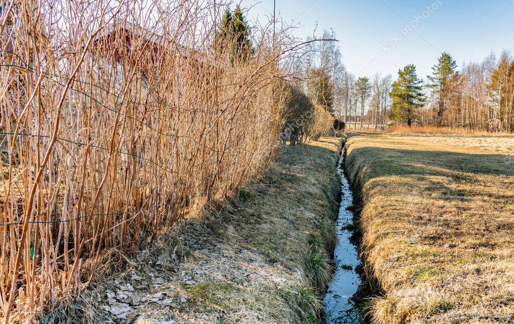 "Raspberry bushes without leaves at back side of garden close to ditch ...
