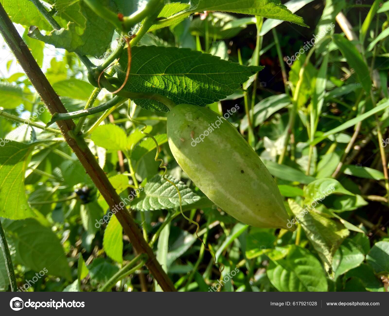 Coccinia Grandis Also Known Timun Merah Kemarungan Ivy Gourd Scarlet ...