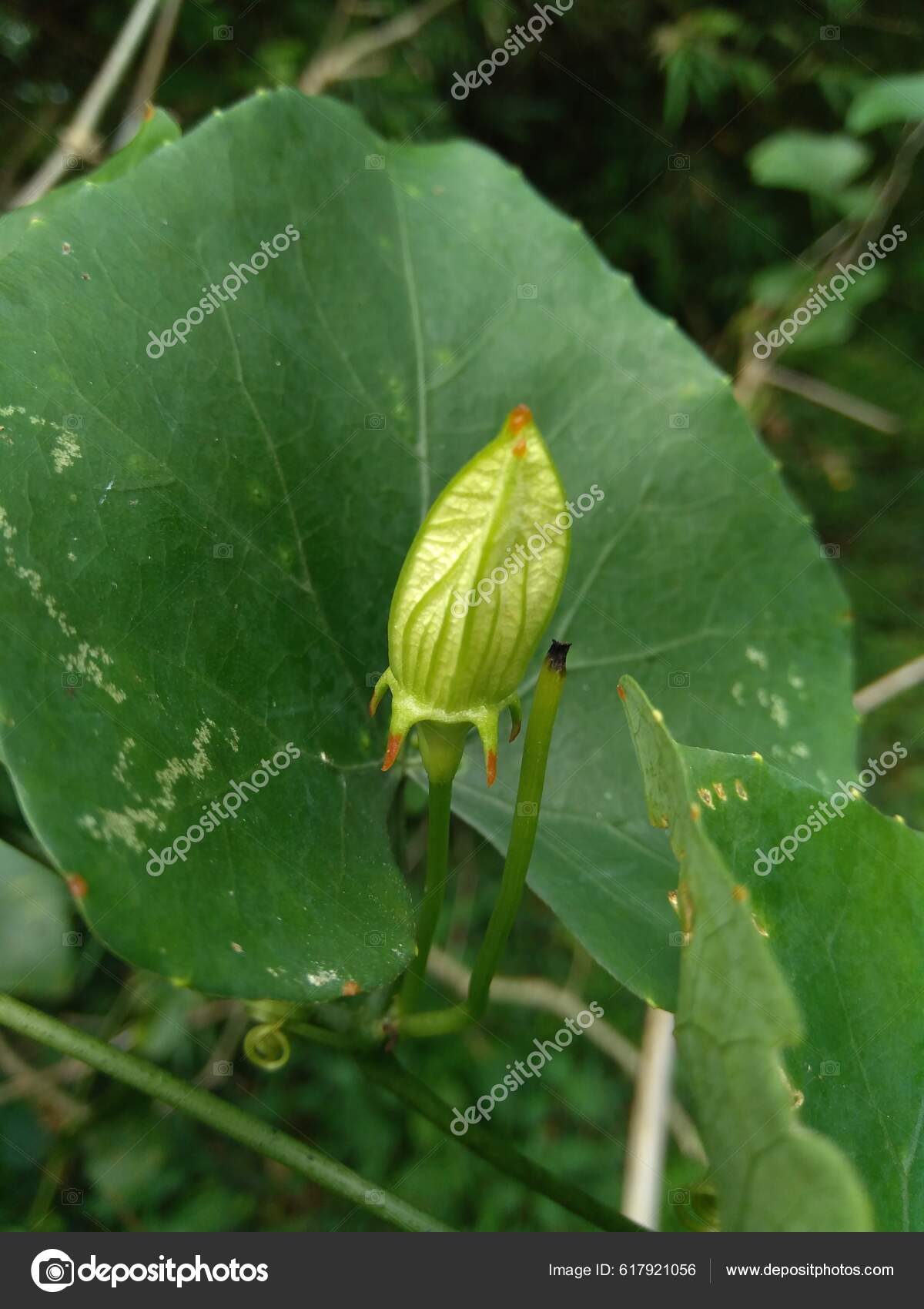 Coccinia Grandis Also Known Timun Merah Kemarungan Ivy Gourd Scarlet ...