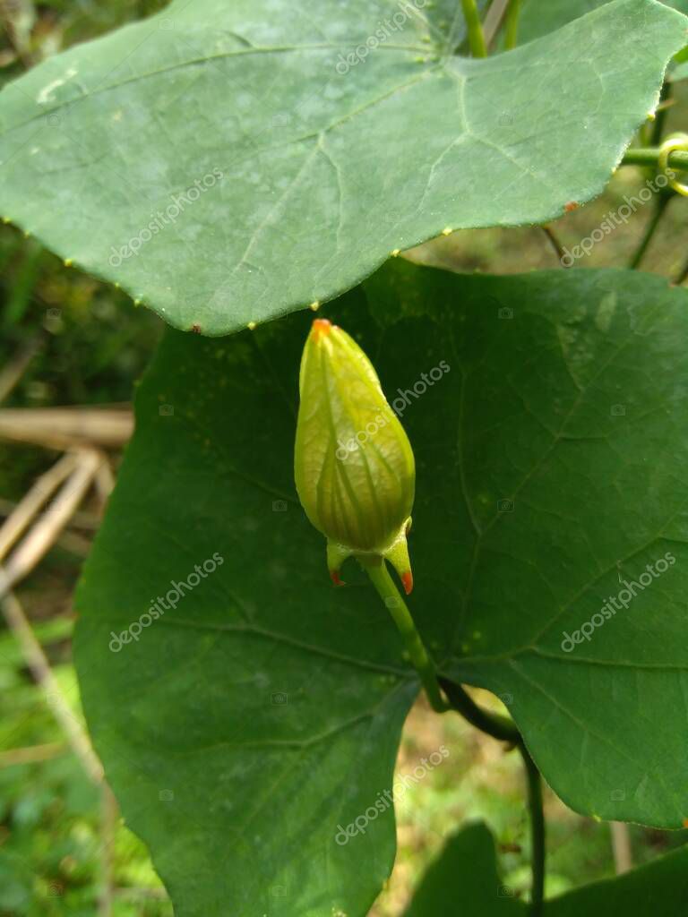 Coccinia grandis (also known as timun merah, kemarungan, ivy gourd ...