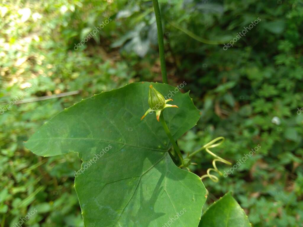 Coccinia grandis (también conocida como timun merah, kemarungan ...