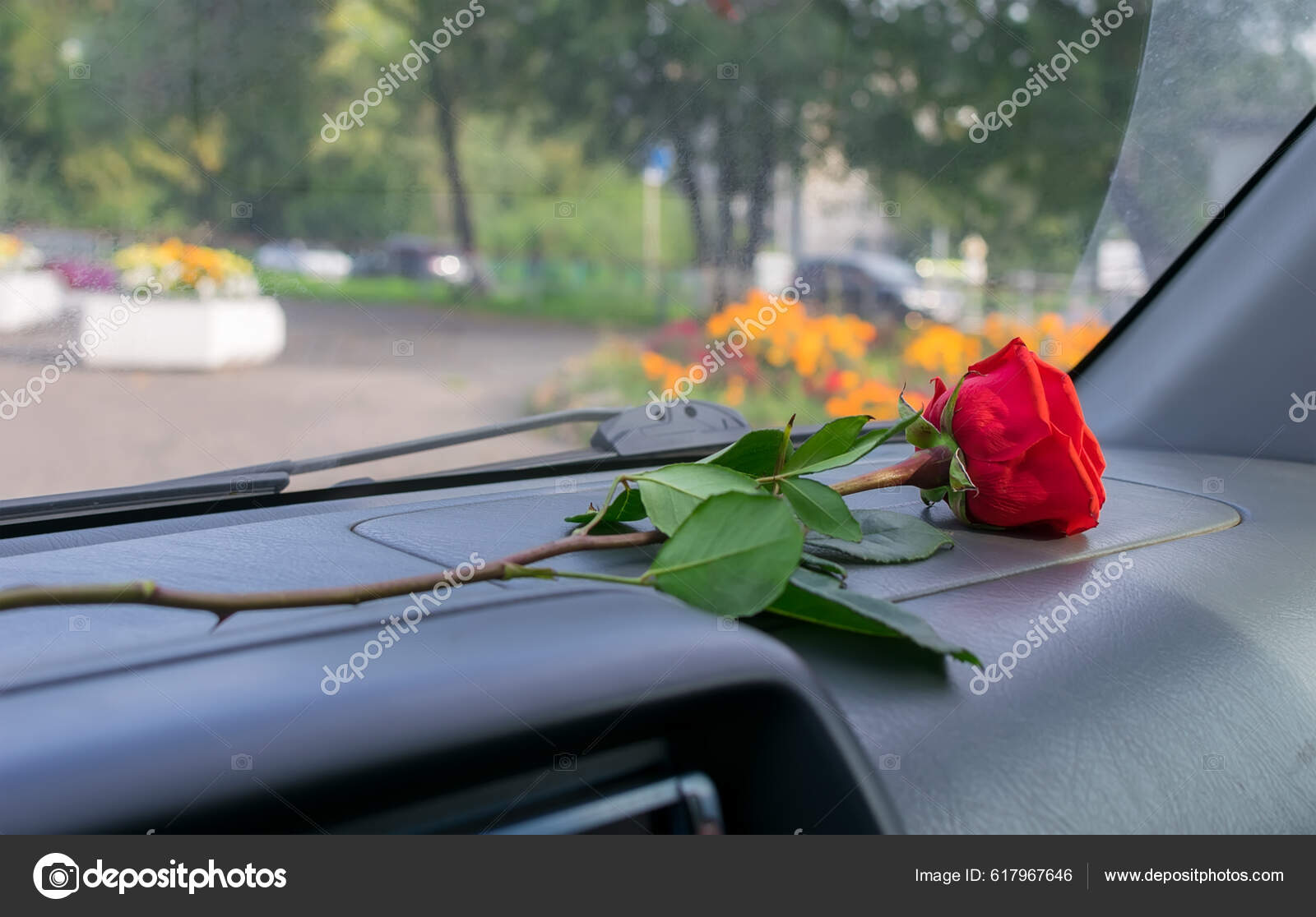 Red Rose Flower Lies Dashboard Car Stock Photo by ©YAY_Images 617967646