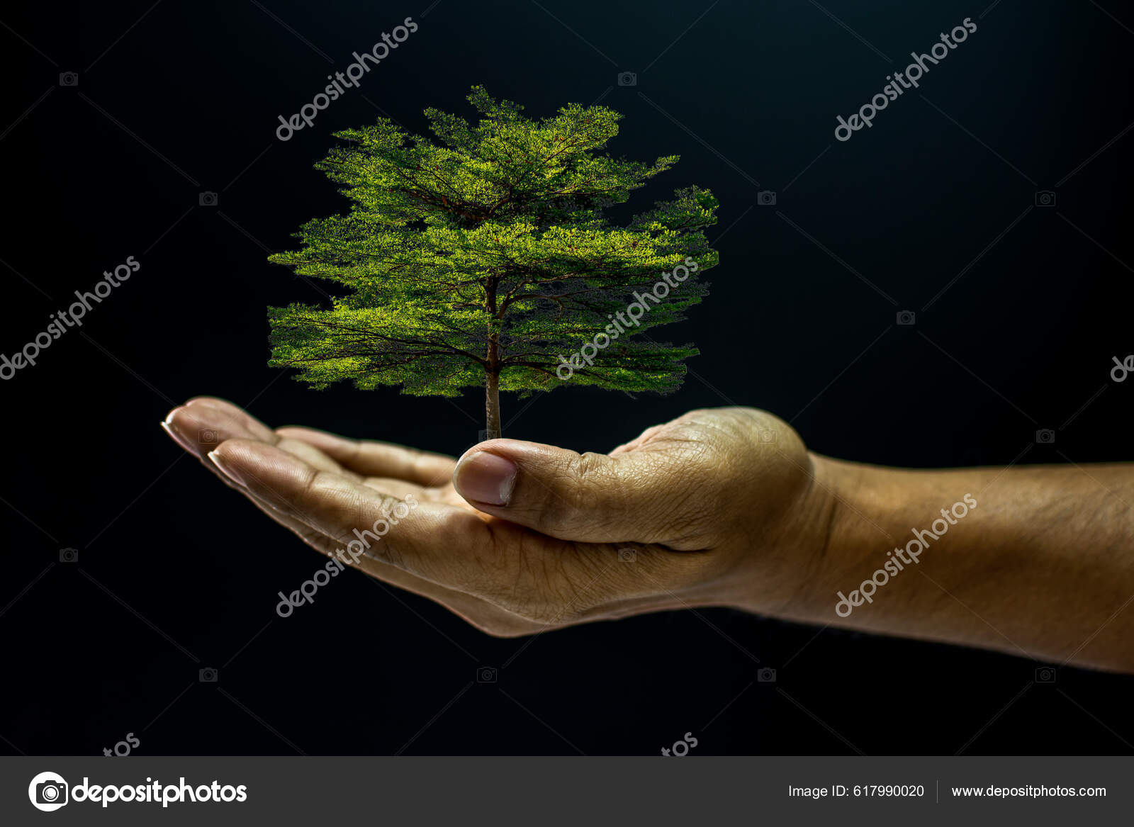 Hand Holding Tree Black Background — Stock Photo © YAY_Images #617990020