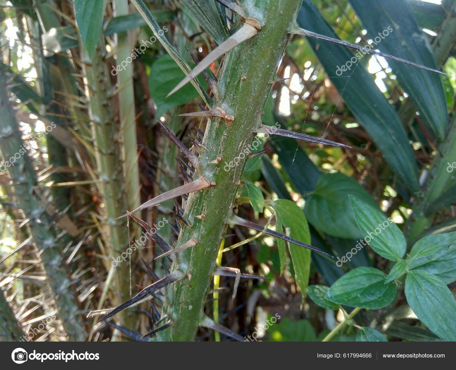 Salak Tree Also Known Salacca Zalacca Snake Fruit Natural Background ...