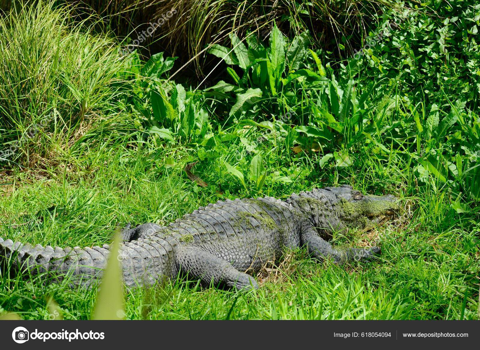 American Alligator Alligator Mississippiensis Sometimes Referred ...