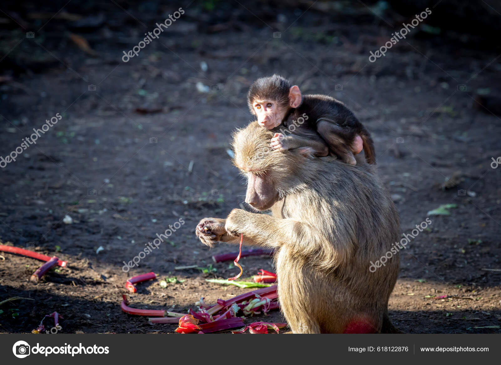 Baby Hamadryas Baboon Playing Family Unit — Stock Photo © YAY_Images ...