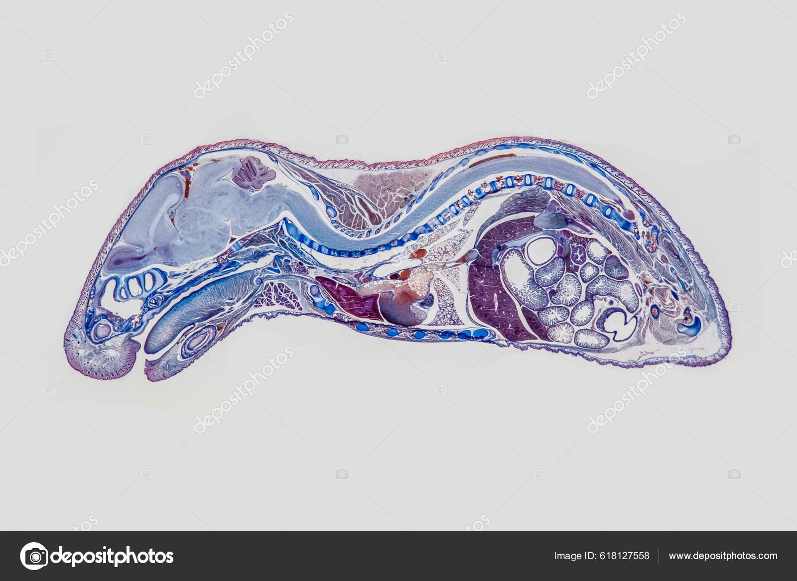 Illustration Cross Section Animal — Stock Photo © YAY_Images #618127558 Illustration Cross Section Animal — Stock Photo © YAY_Images #618127558