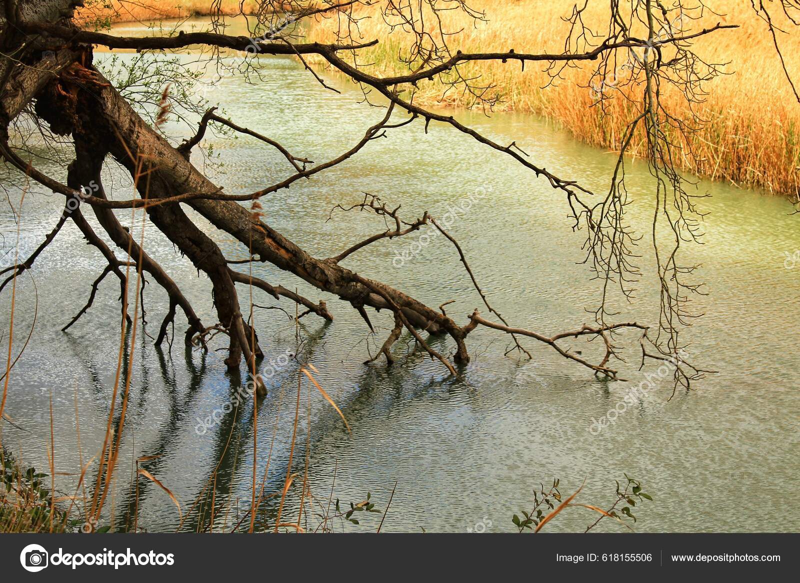 Tree Roots River — Stock Photo © YAY_Images #618155506