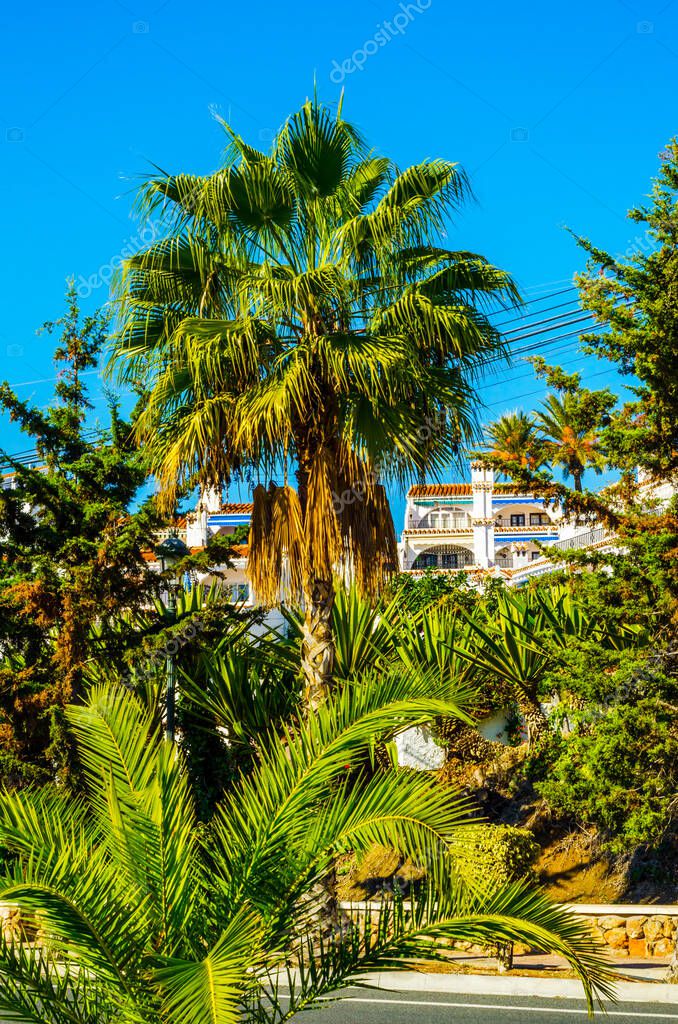 "hermosa palmera extendida en la playa, plantas exóticas símbolo de ...