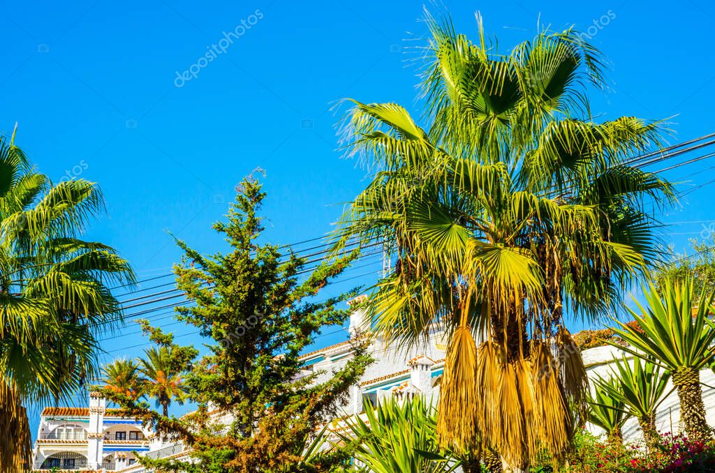"hermosa palmera extendida en la playa, plantas exóticas símbolo de ...