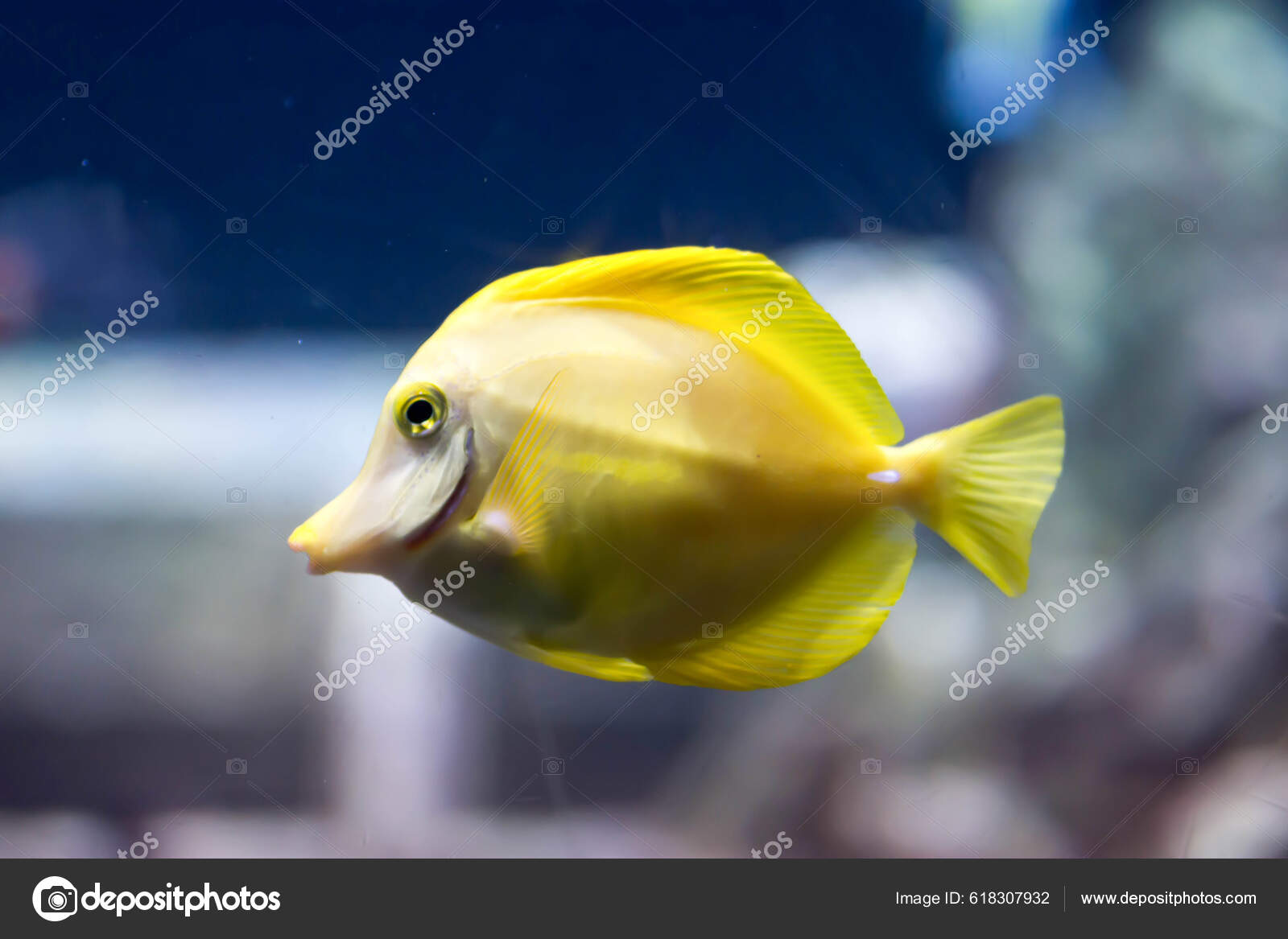 Blurry Photo Yellow Tang Fish Zebrasoma Flavescens Sea Aquarium — Stock ...