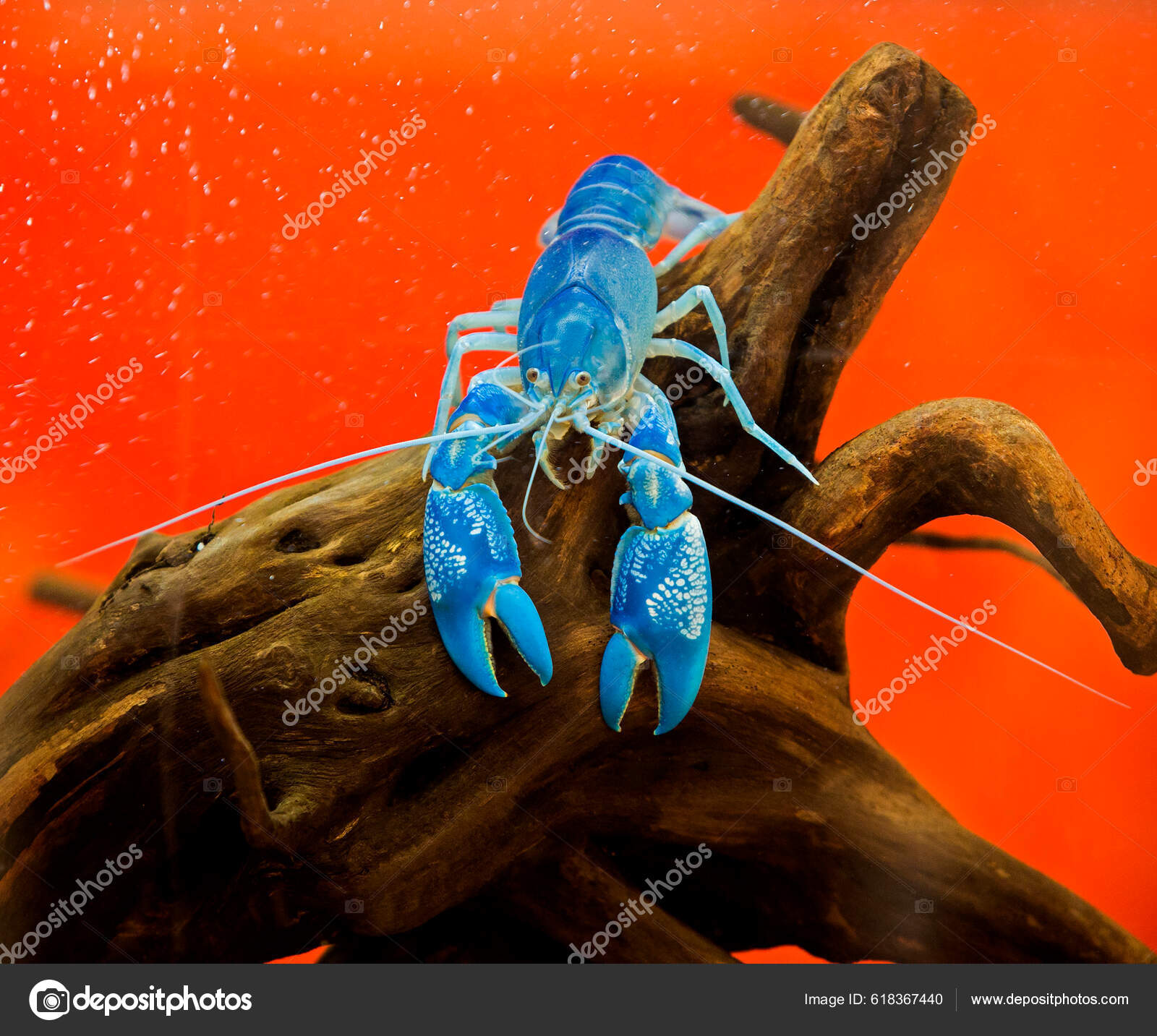 Blue Crayfish Standing Gracefully Stock Photo by ©YAY_Images 618367440