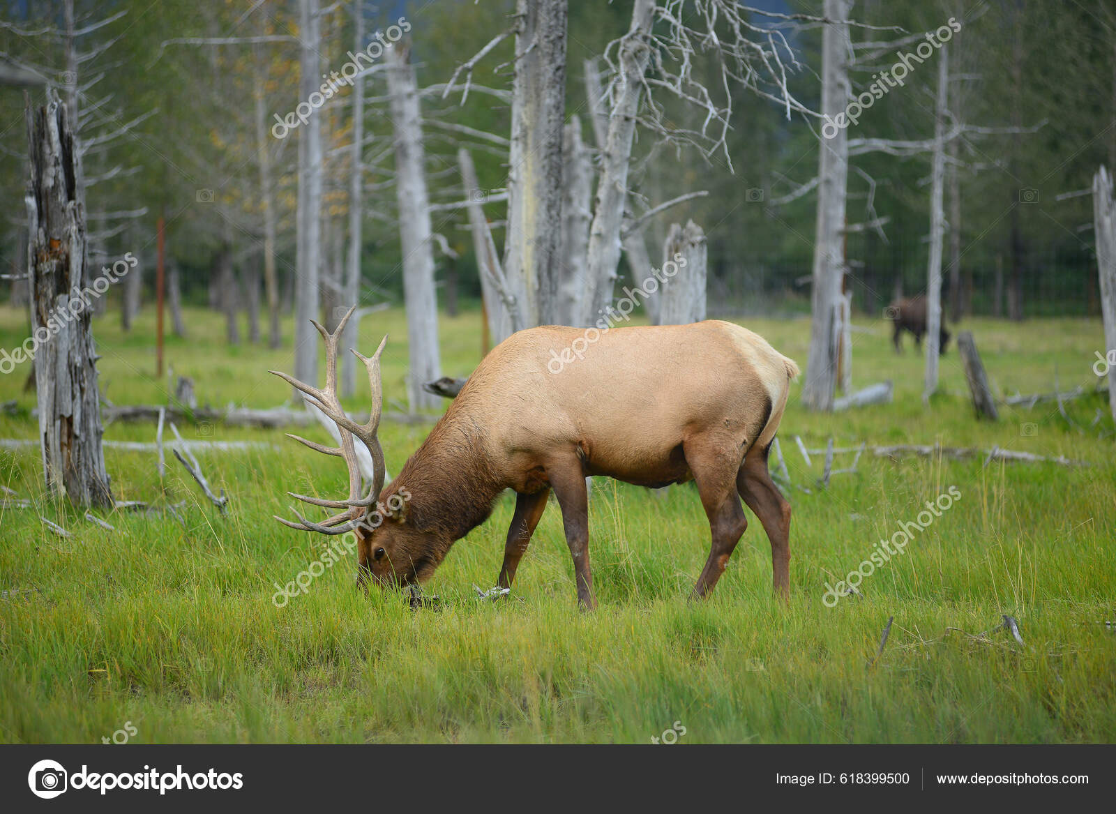 Red Bull Elk Cervus Aphus Stock Photo by ©YAY_Images 618399500