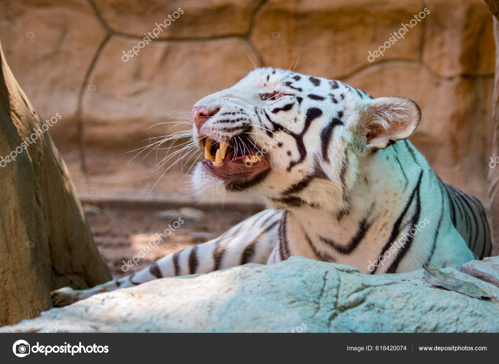 Image White Tiger Nature Background Wild Animals — Stock Photo © YAY ...