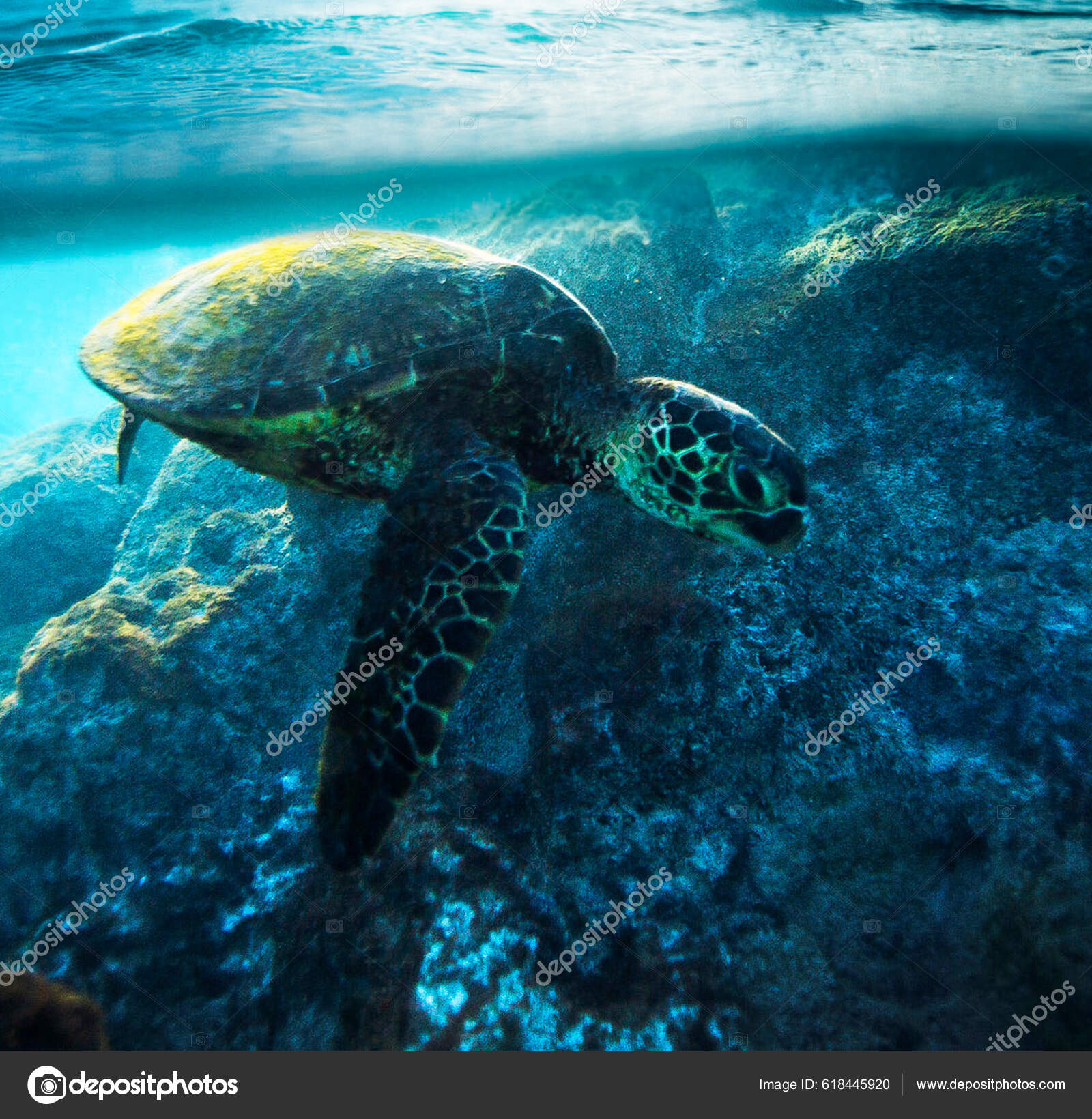 Underwater Ocean Scene Nature Background Stock Photo by ©YAY_Images ...