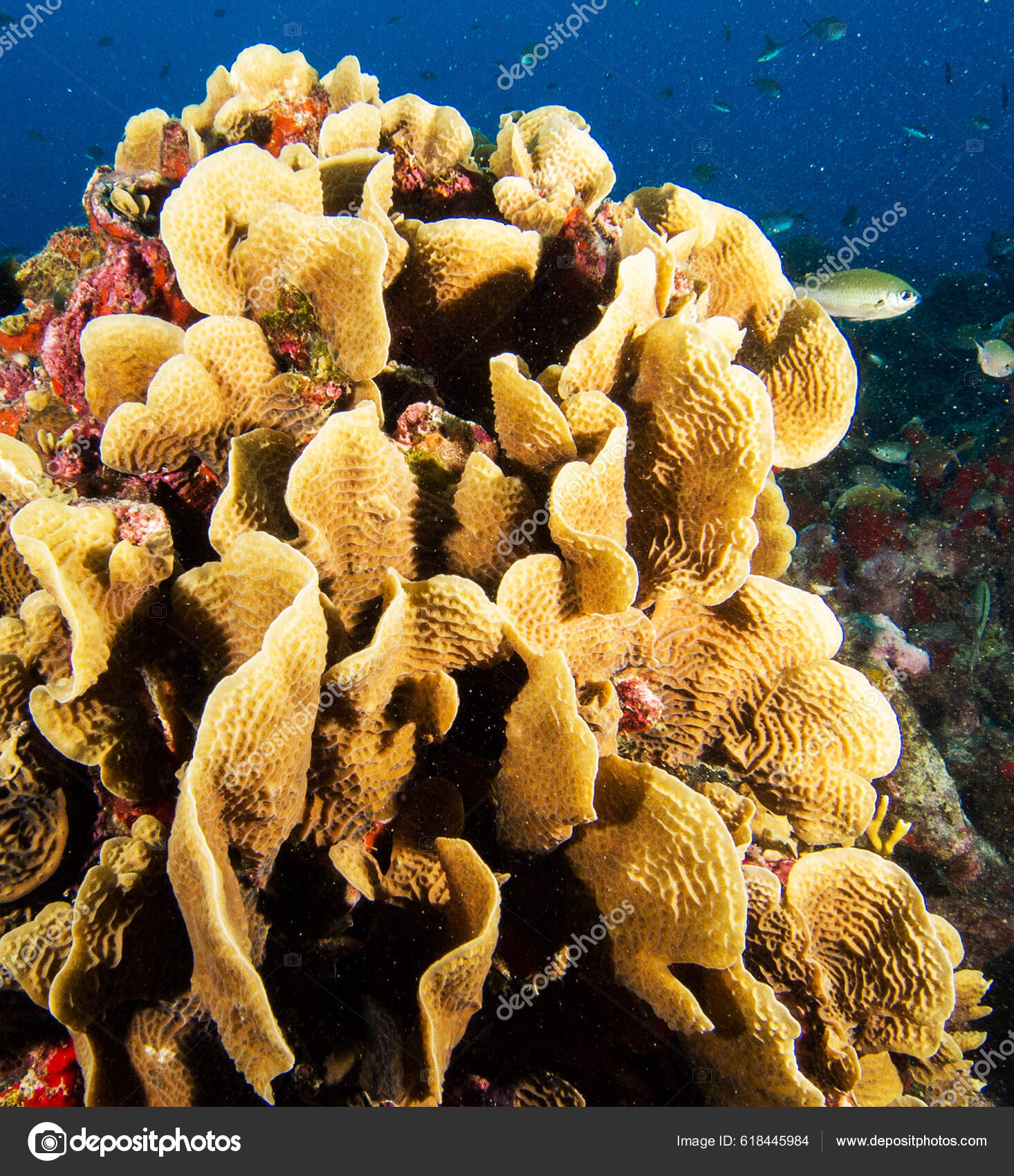 Underwater Ocean Scene Nature Background — Stock Photo © YAY_Images ...