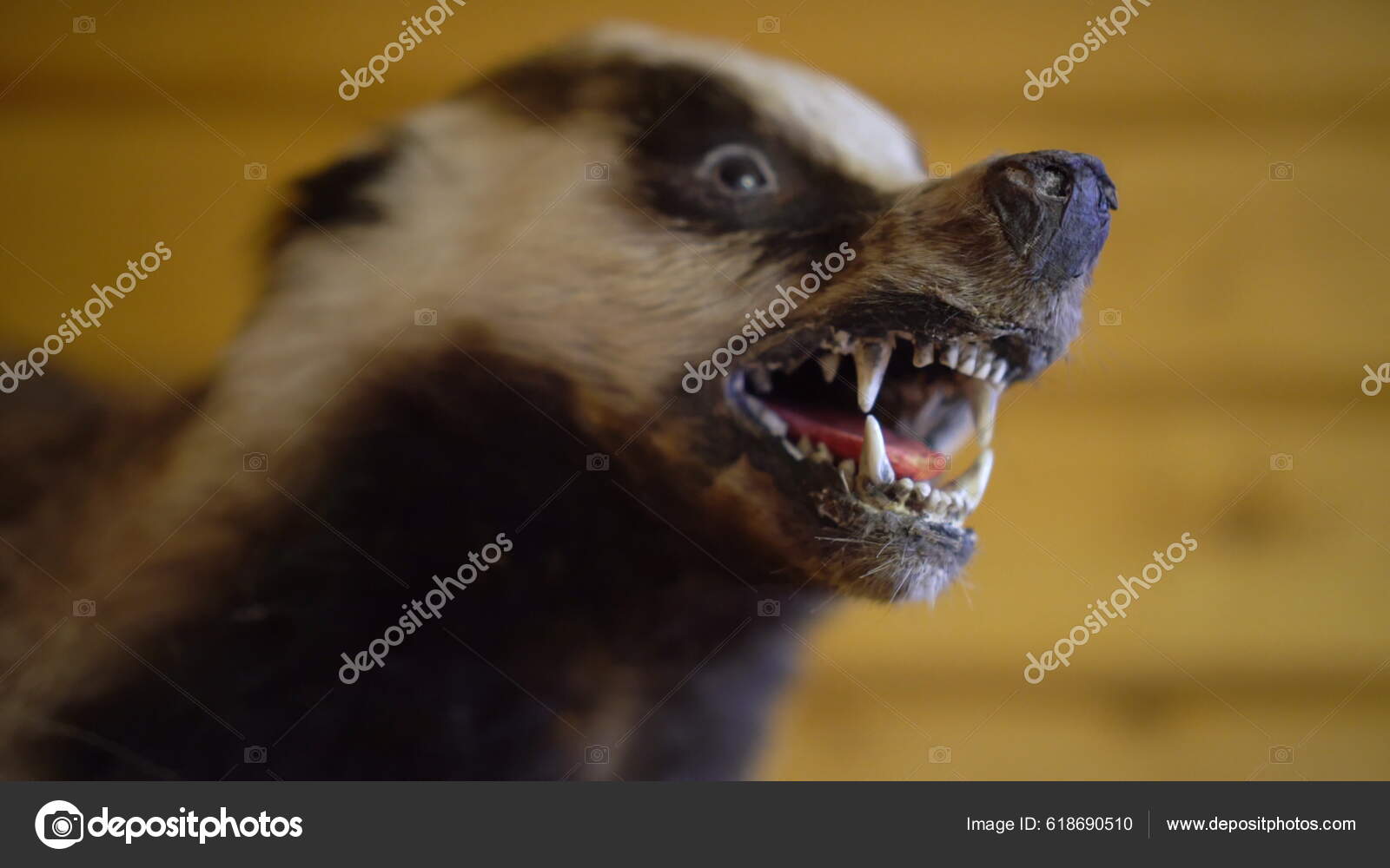 Angry European Badger