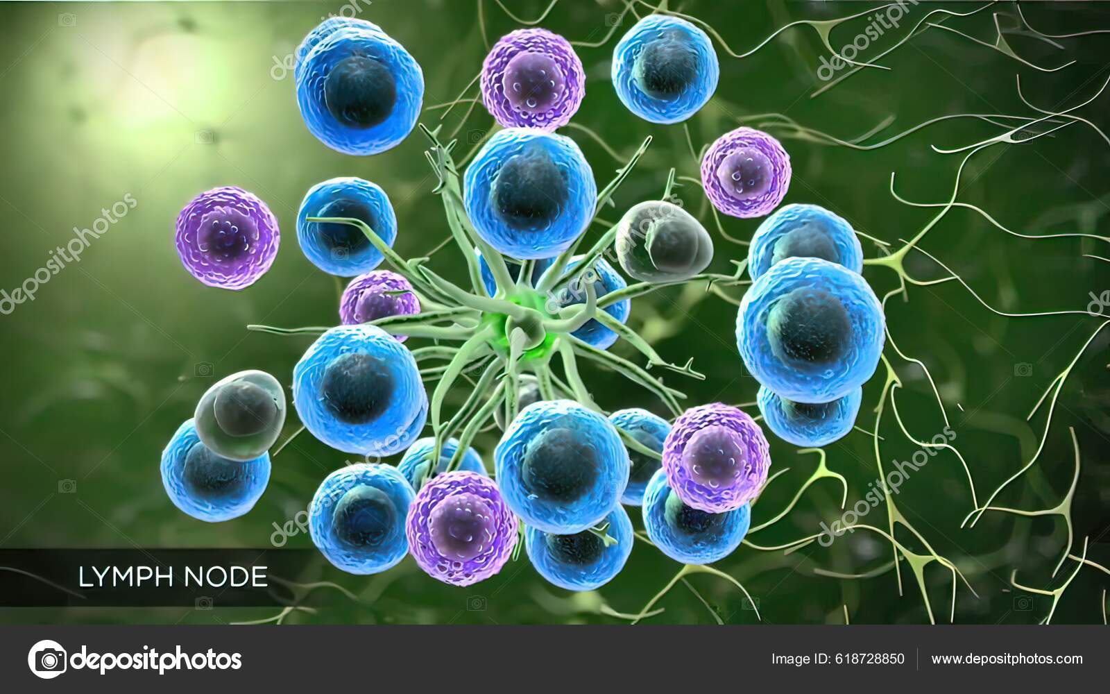 Lymph Nodes Located Many Parts Body Stock Photo by ©YAY_Images 618728850