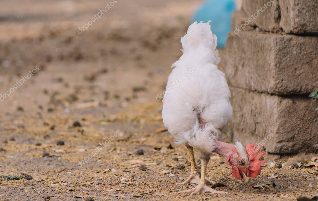 "piroco rooster eating in a yard, an indian rooster scratching in a ...