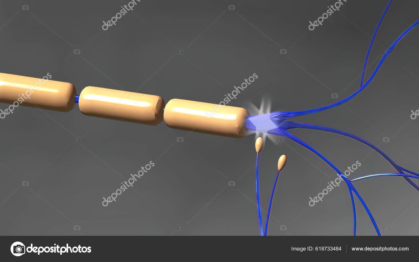 Human Brain Neuron Neurons Action Electrical Impulses Stock Photo by ...