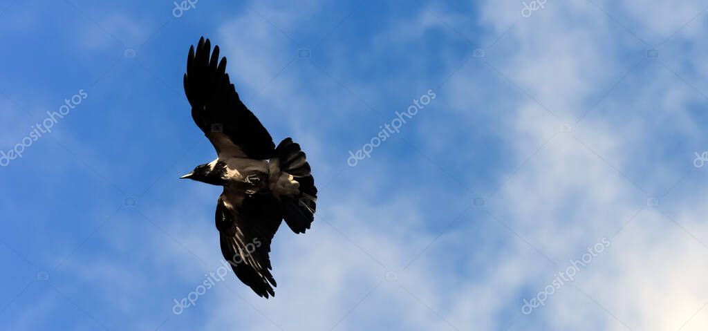 "Cuervo encapuchado volando en el cielo con alas extendidas" 2023