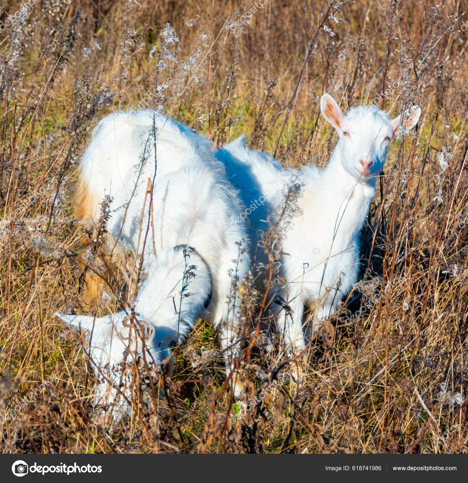 Goat Eating Withered Grass Livestock Pasture White Goat Cattle Village ...