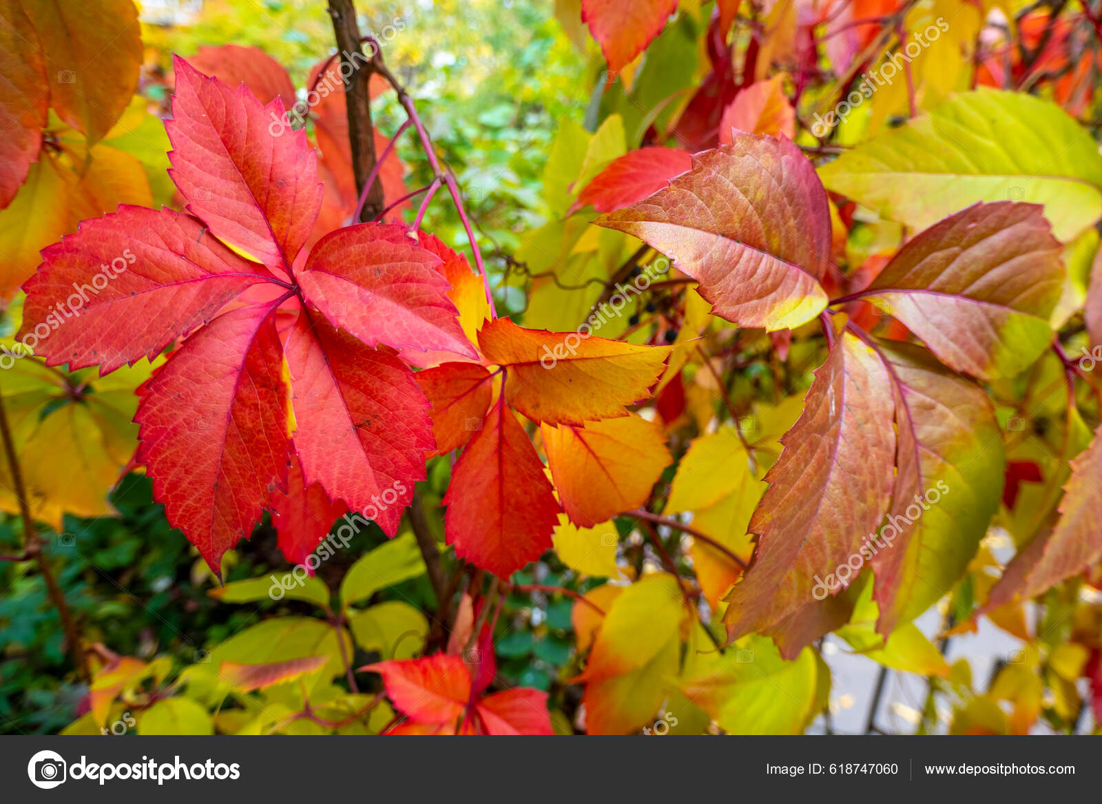 Parthenocissus Quinquefolia Known Virginia Creeper Victoria Creeper ...