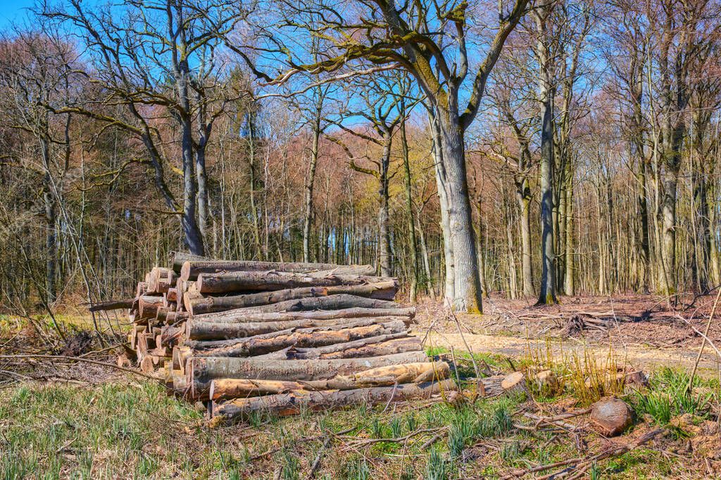 "Una pila de madera en un bosque natural en una tarde soleada de verano ...