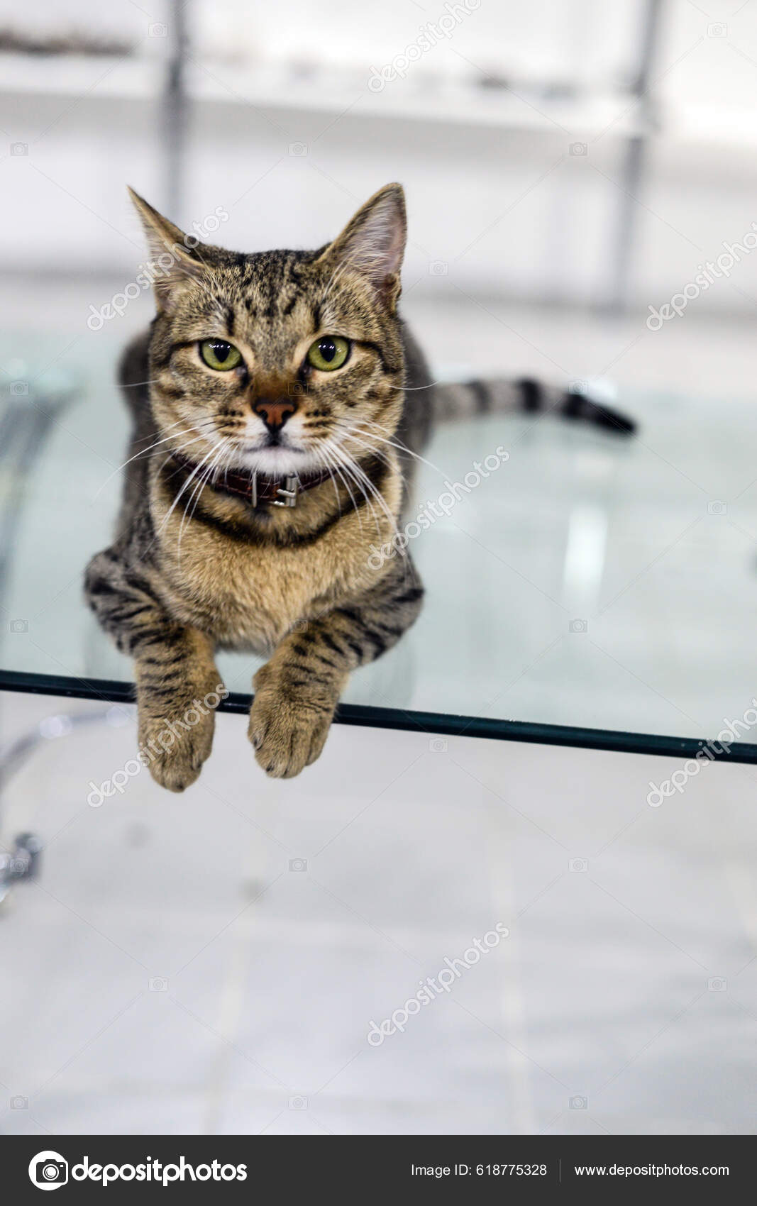 Cute Cat Looking Camera Assorted Angles — Stock Photo © YAY_Images ...