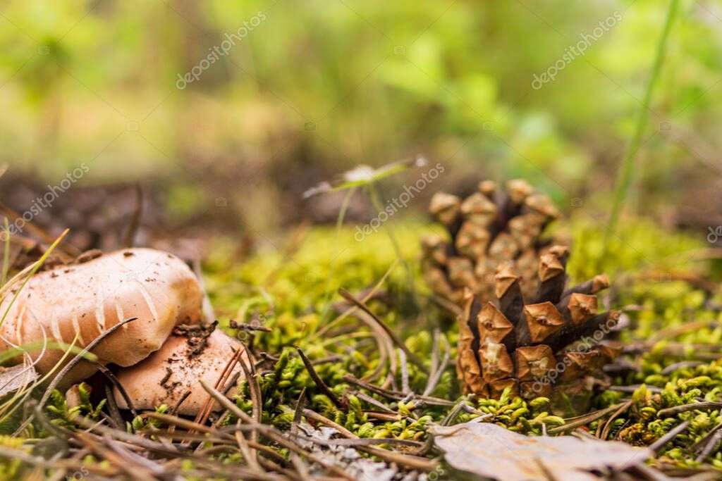 Grupo de boletus, suillus luteus, entre musgo y piñas en el bosque ...