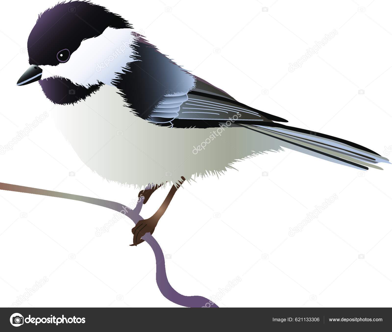 Black Capped Chickadee Colorful Vector Illustration Stock Vector by ...