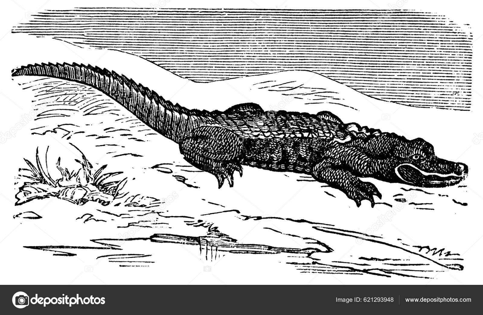 American Alligator Engraving Alligator Mississippiensis Stock Vector by ...