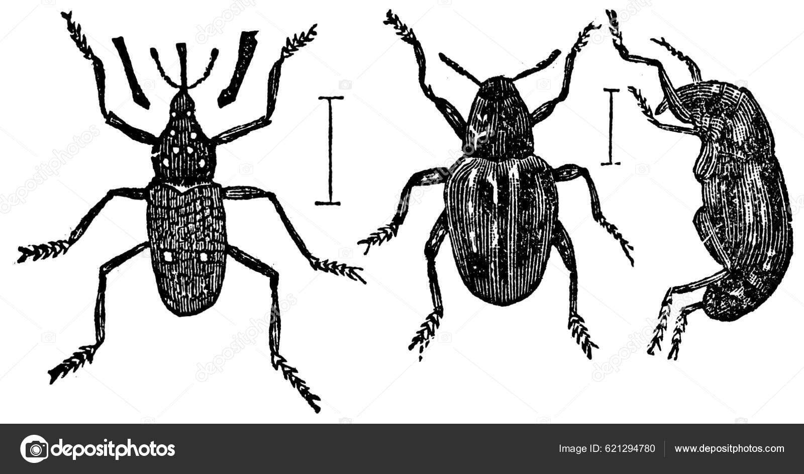Weevil Vintage Engraving Vector Illustration Vector de stock por ©YAY ...