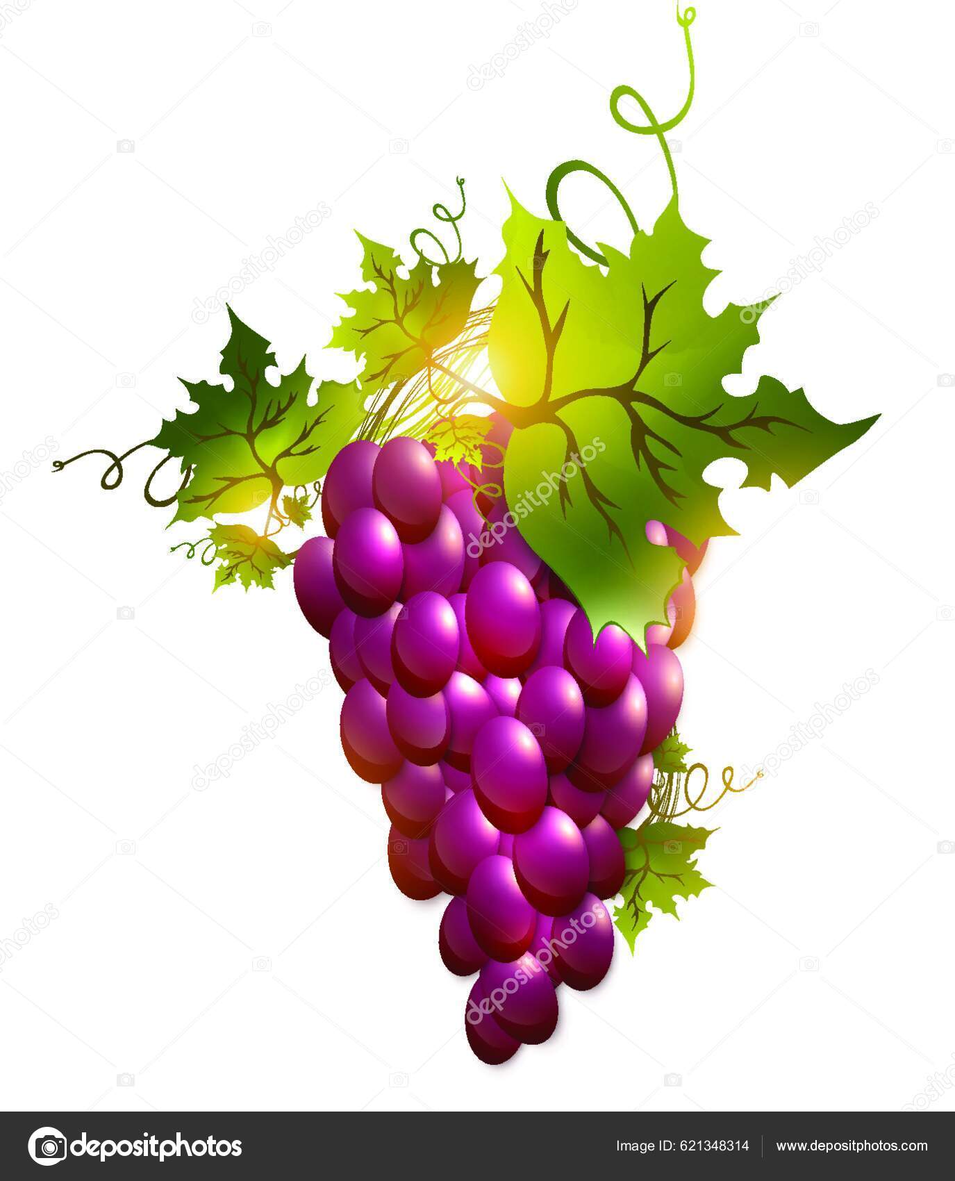 Uva Ilustración Vectorial Gráfica Vector de stock por ©YAY_Images 621348314