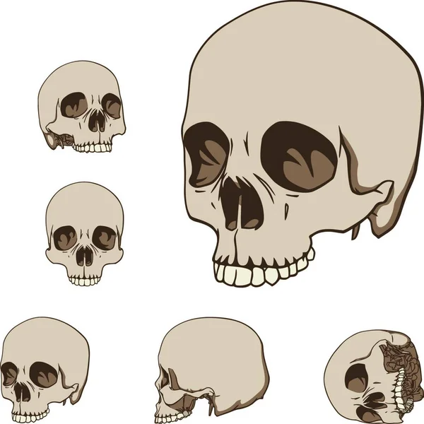 100,000 인간의 두개골과 뼈 Vector Images | Depositphotos