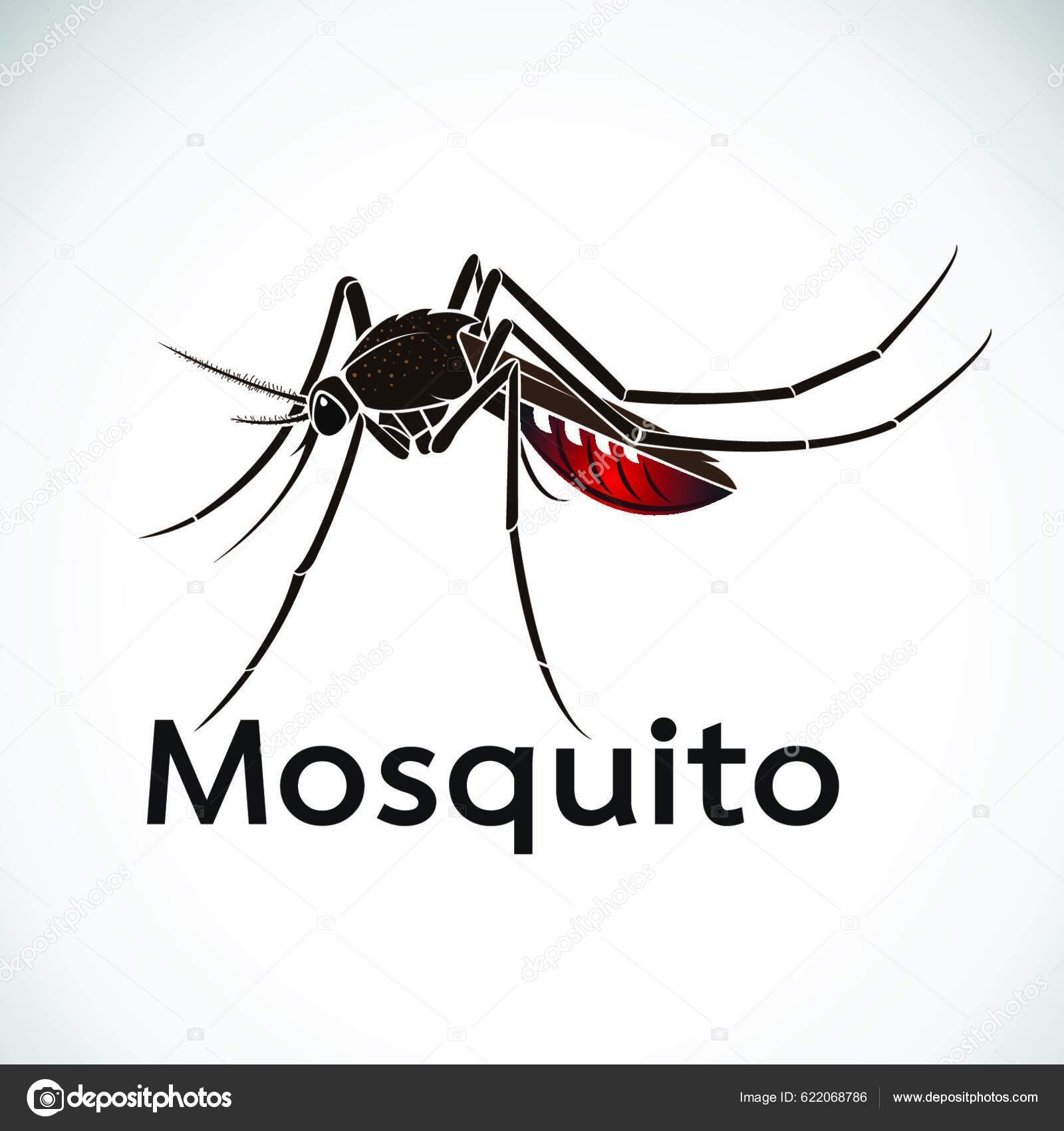Vector Diseño Mosquito Sobre Fondo Blanco Insecto Animales Vector de ...
