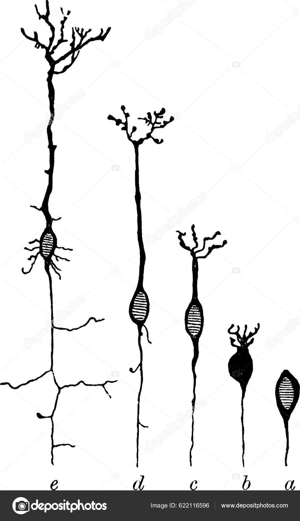 Pyramidal Cells Brain Vintage Illustration Stock Vector by ©YAY_Images ...