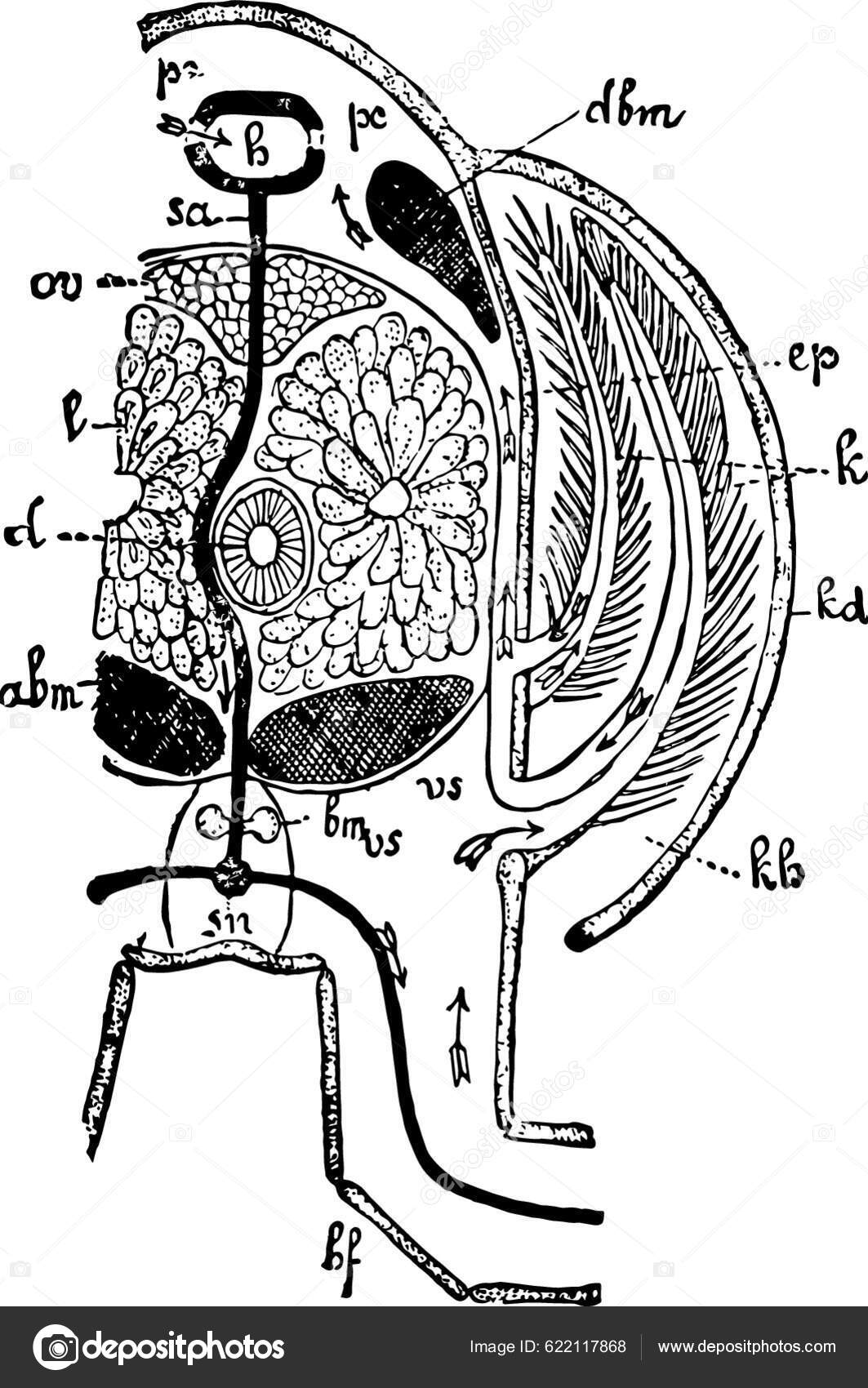 Crayfish Thorax Vintage Illustration Stock Vector by ©YAY_Images 622117868
