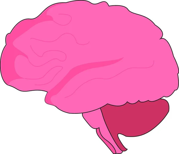 Silhouette Hjerne Side Profil Black Outline Stencil Vector Tegning ...