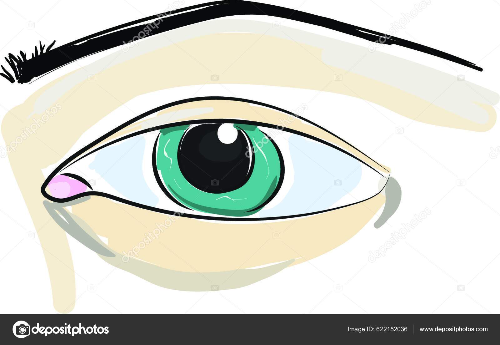 Eye Vector Color Illustration Stock Vector by ©YAY_Images 622152036