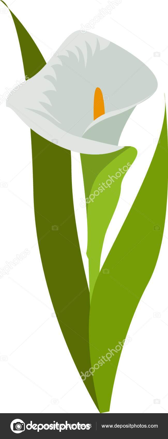 White Kala Illustration Vector White Background Stock Vector by ©YAY ...