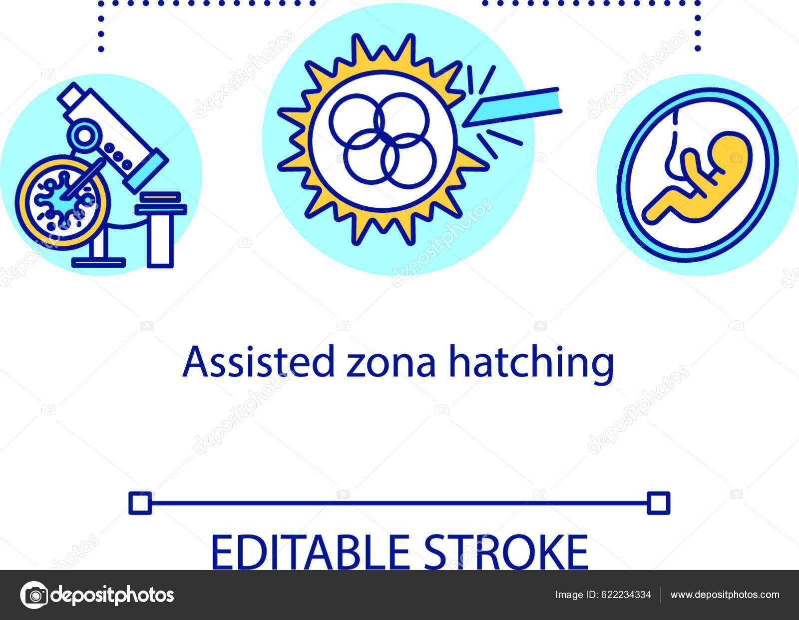 Assisted Zona Hatching Concept Icon Fetus Development Vitro ...