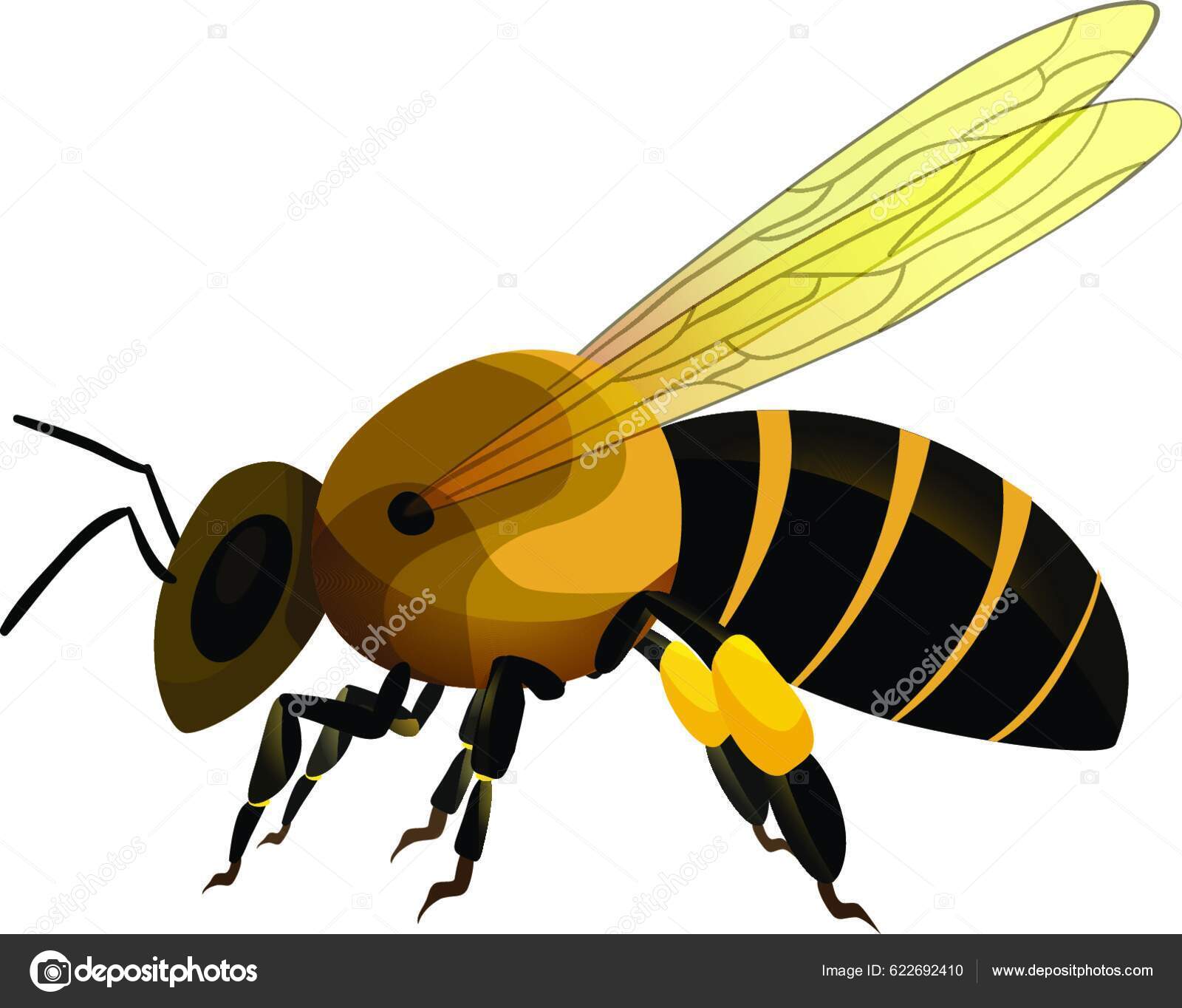 Abeja Individual Ilustración Vector Simple Vector de stock por ©YAY ...
