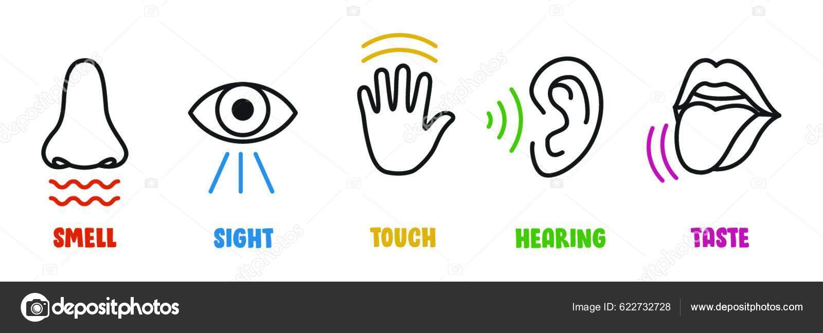 Fem Sanser Koncept Med Menneskelige Organer Stock-vektor af ©YAY_Images ...