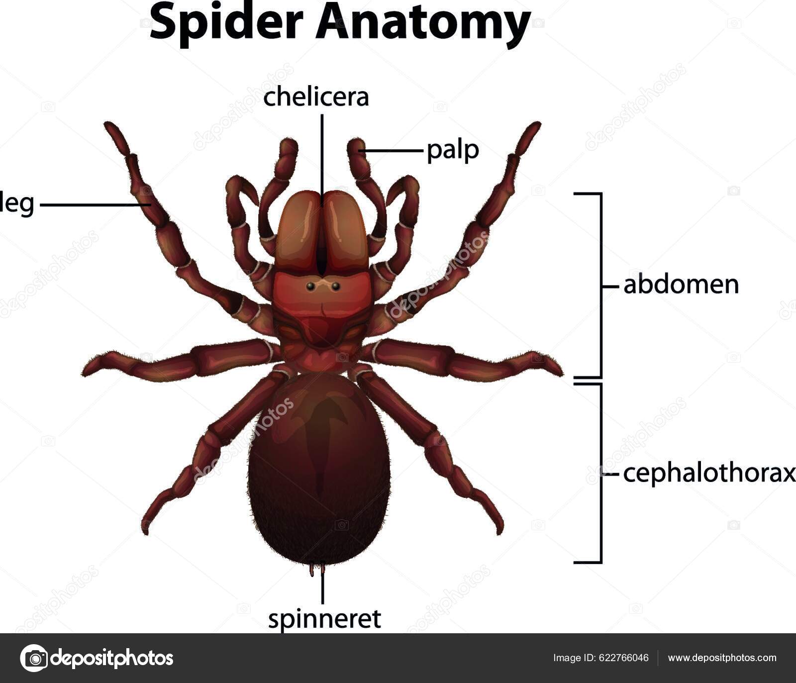 Spider Anatomy Vector Simple Design Vector de stock por ©YAY_Images ...