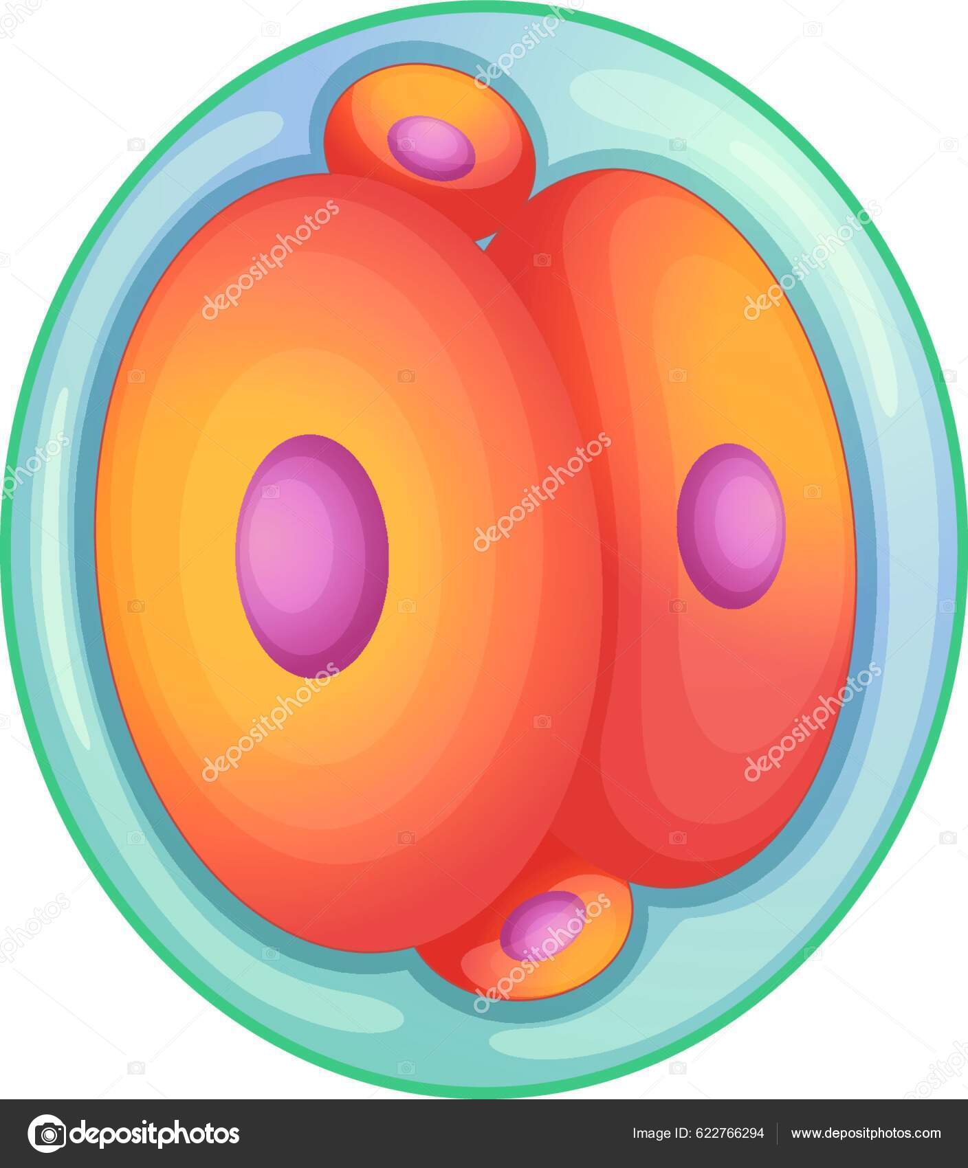 Animal Embryo Clipart