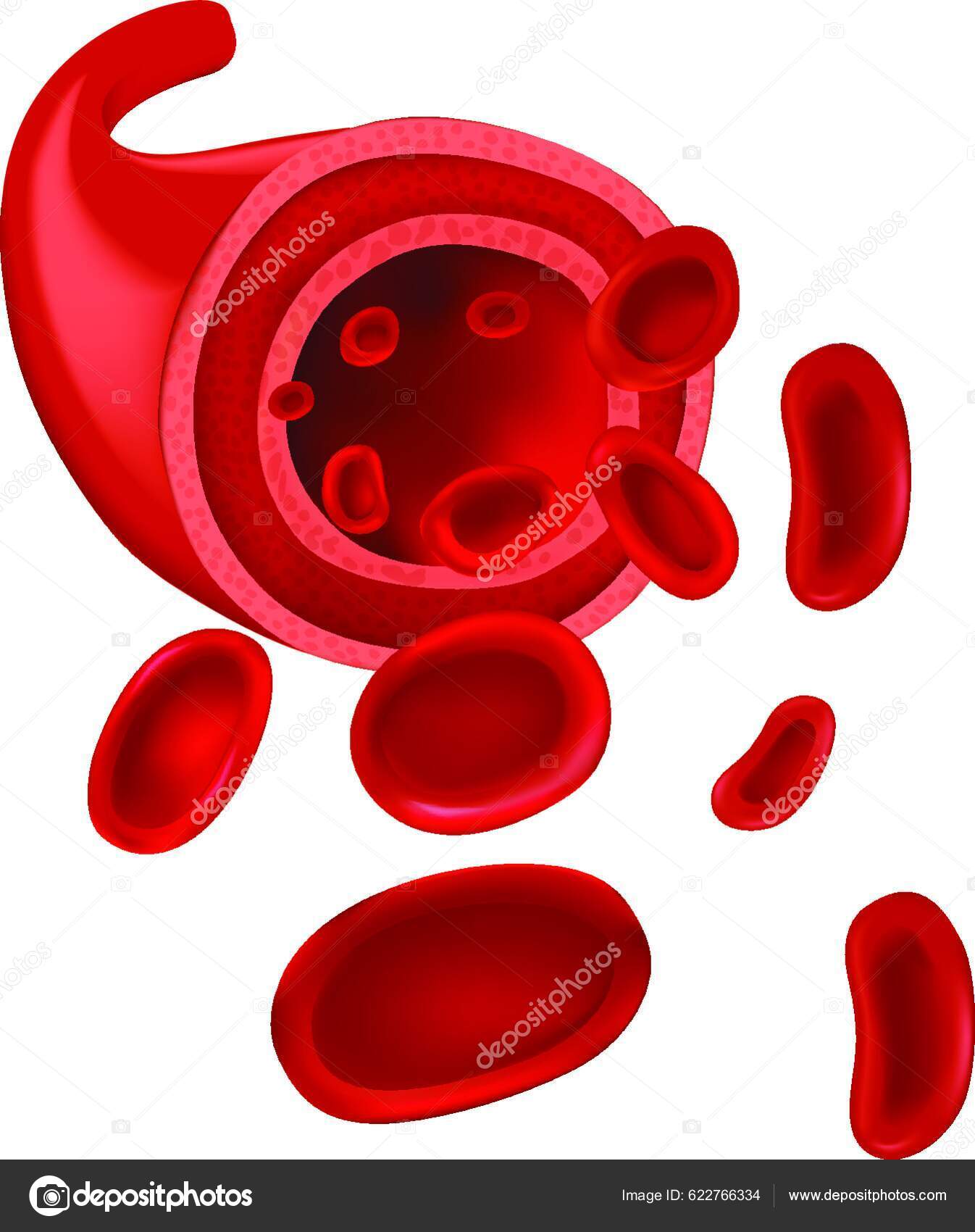 Glóbulos Rojos Ilustración Vectorial Gráfica Vector de stock por ©YAY ...